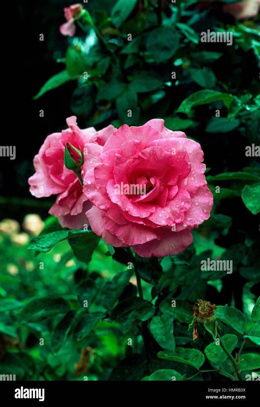 Rosa bracteata Banque de photographies et d’images à haute résolution ...