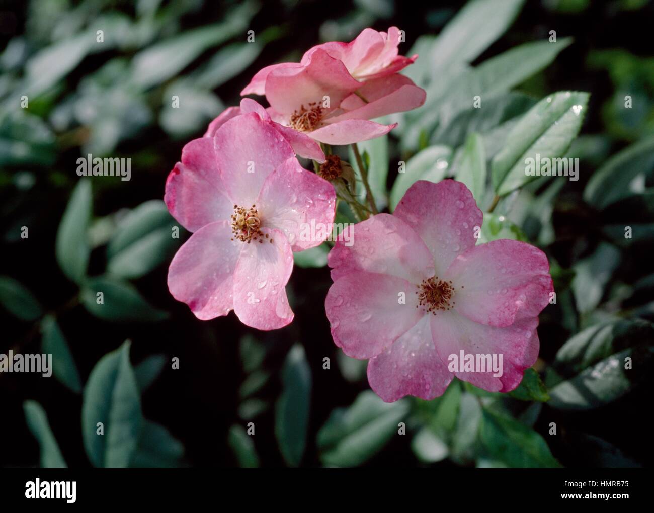 Rush rose Banque de photographies et d’images à haute résolution - Alamy
