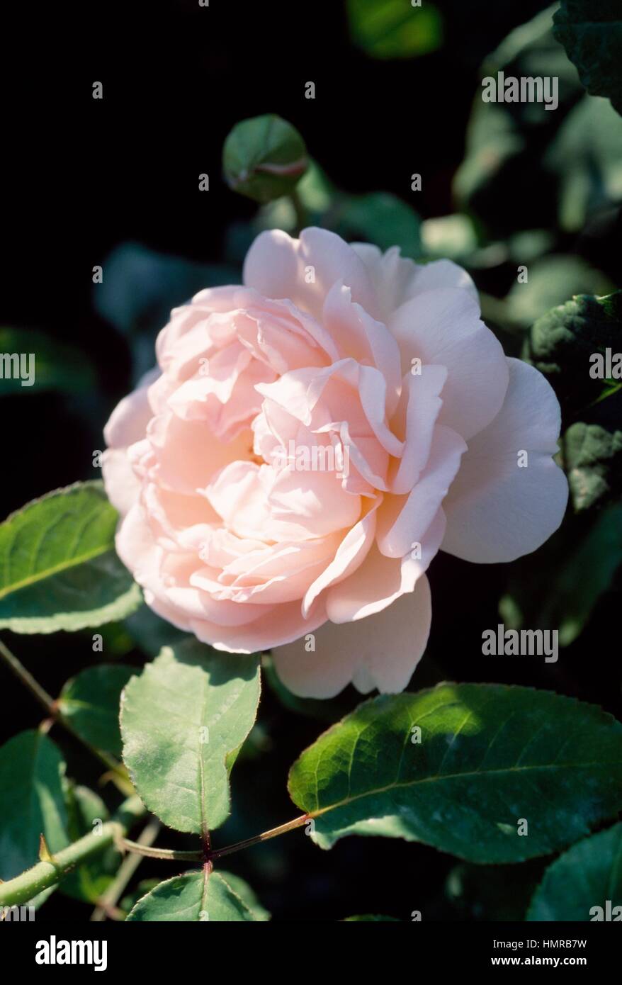 Sharifa asma Banque de photographies et d’images à haute résolution - Alamy