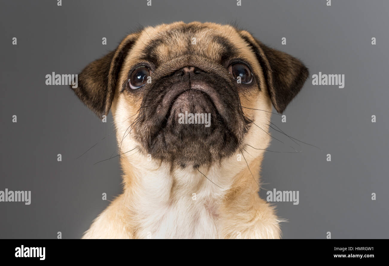 Chien carlin face Banque de photographies et d’images à haute ...