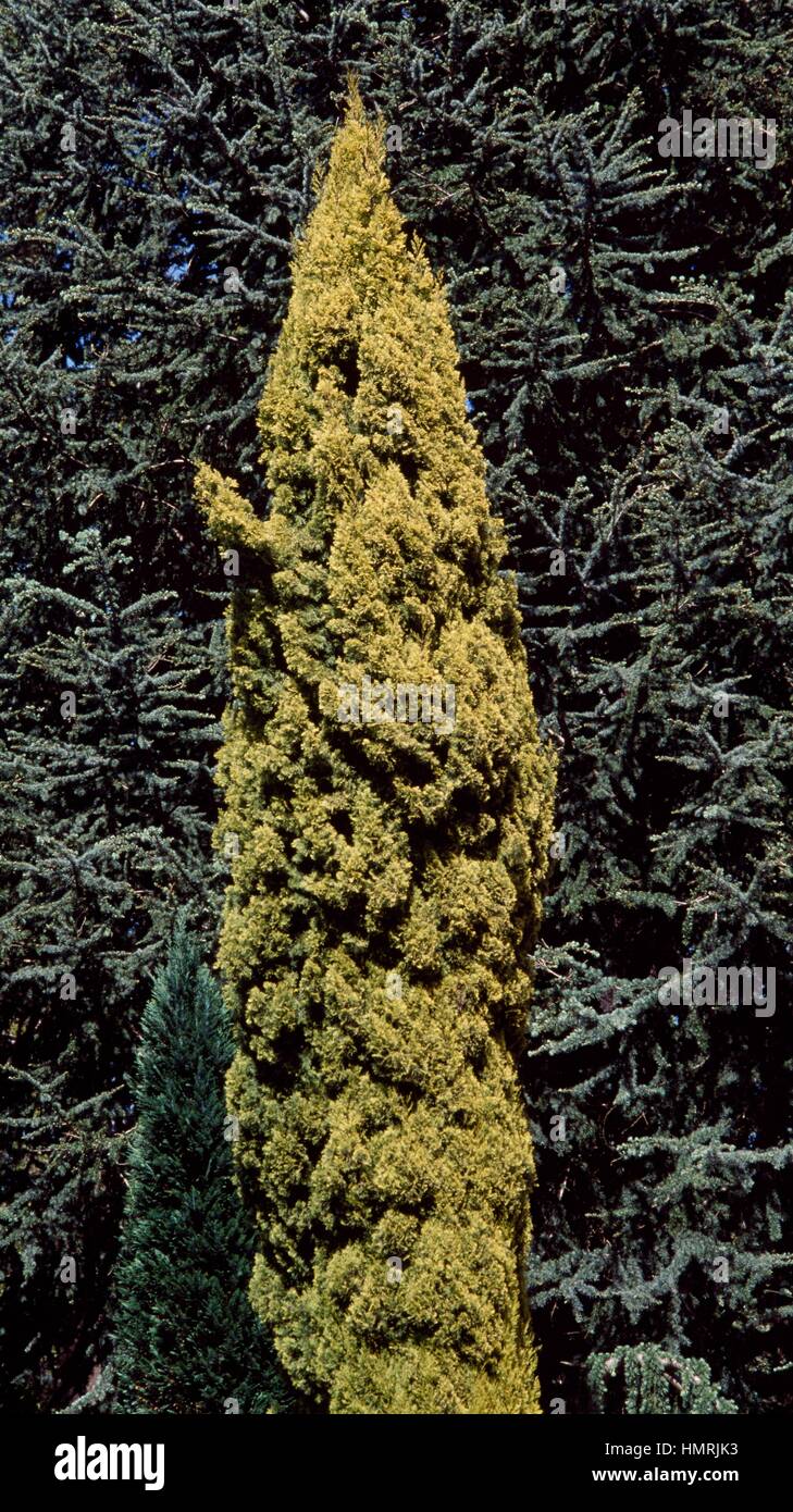 Cupressus sempervirens swanes golden Banque de photographies et d ...