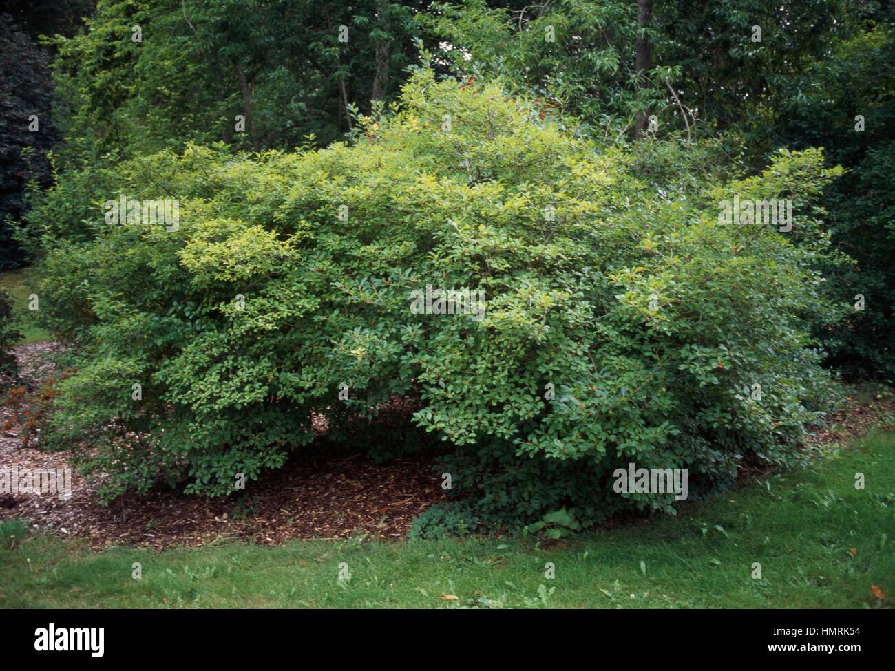 Possum haw tree Banque de photographies et d’images à haute résolution ...