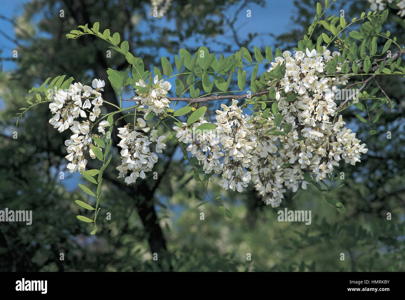Botanique - Arbres - Fabaceae. Le robinier (Robinia pseudoacacia ...