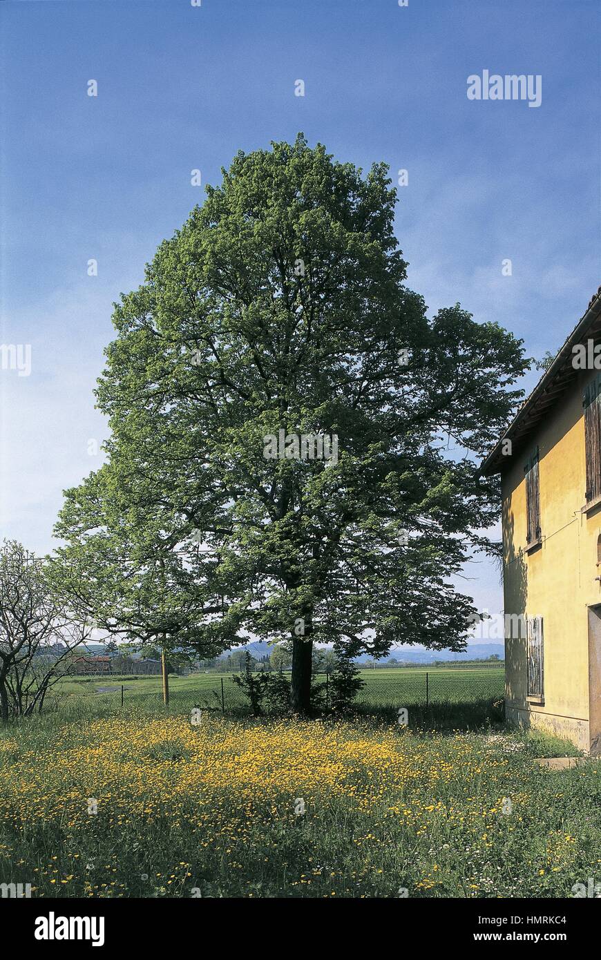 Tilia vulgaris à la lime commune Banque de photographies et d’images à ...