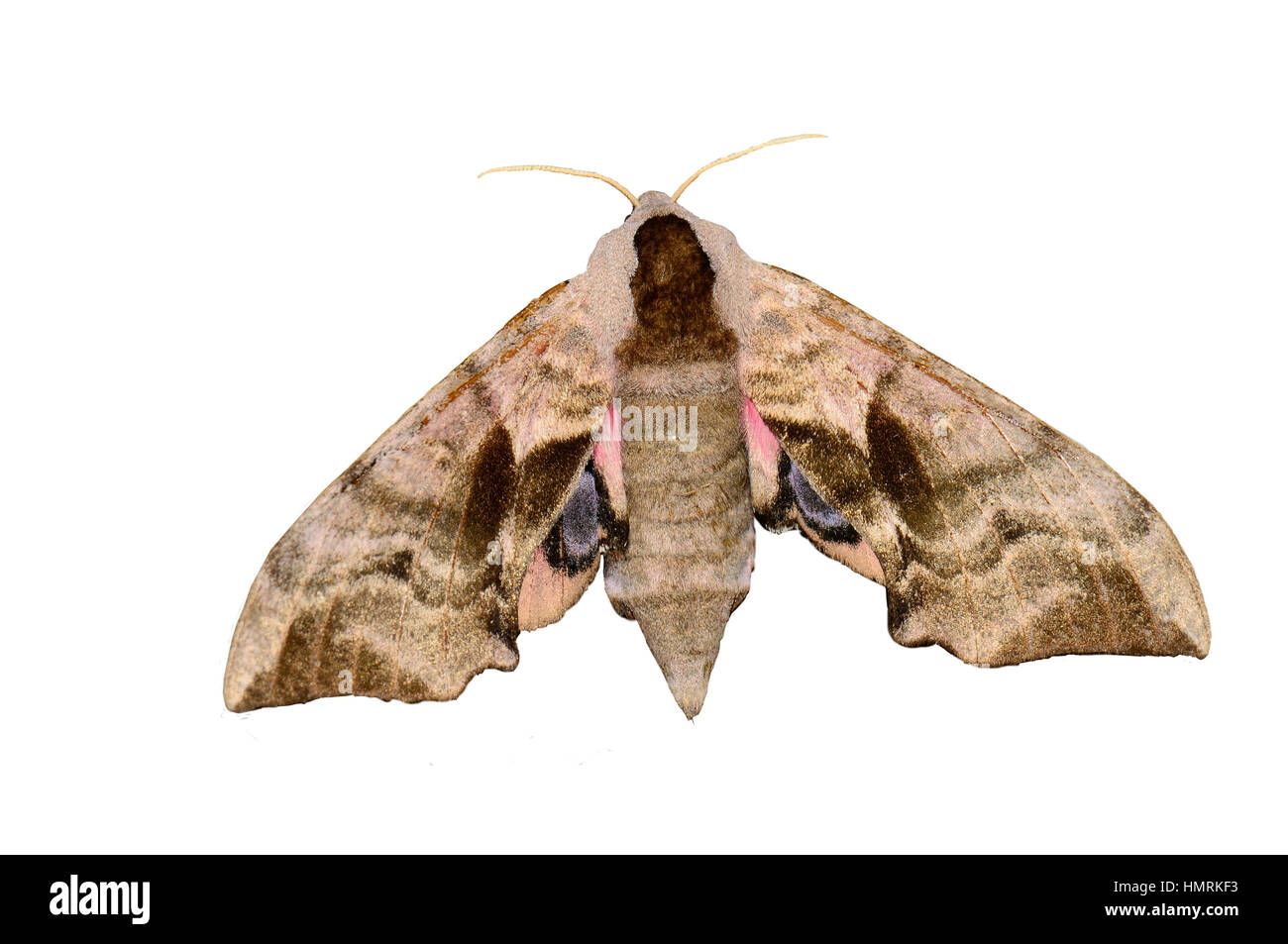 Insectes nocturnes Banque de photographies et d’images à haute ...