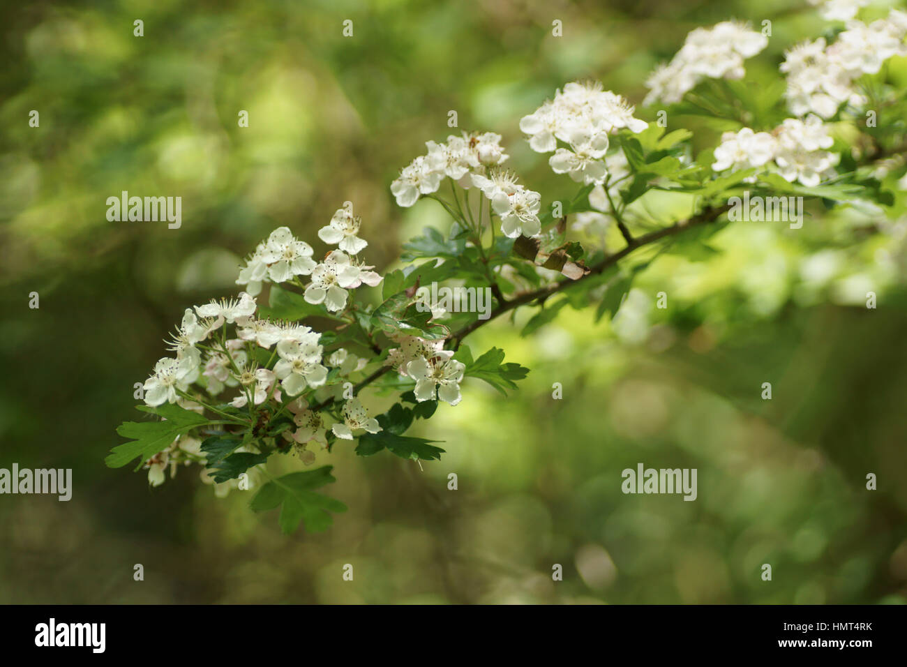 Crataegus monogyna royaume uni Banque de photographies et d’images à ...