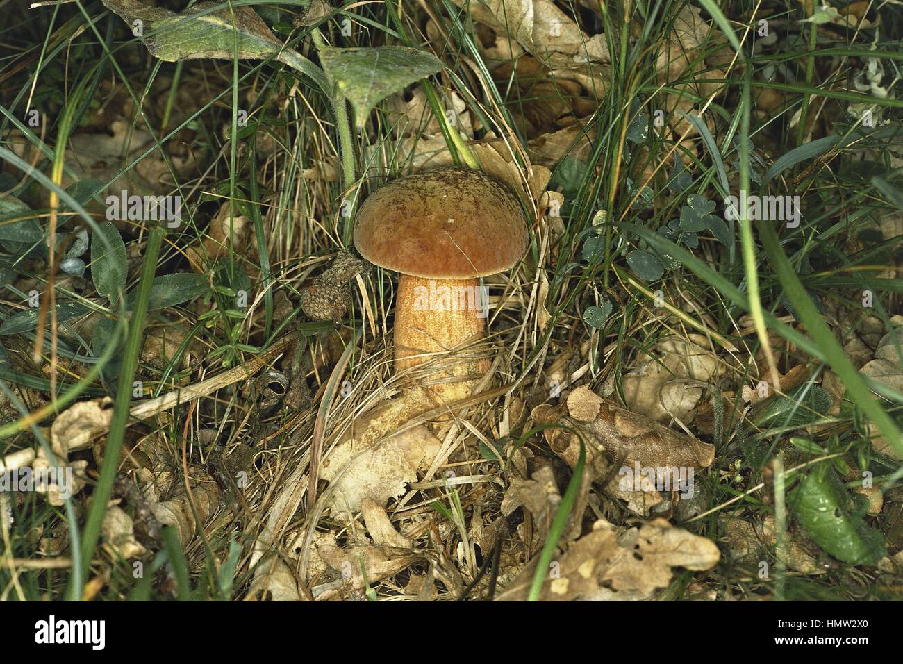 Bolets toxiques Banque de photographies et d’images à haute résolution - Alamy