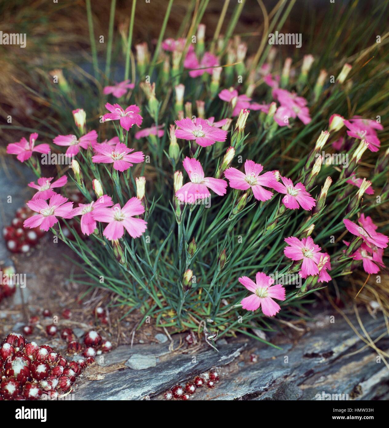 Dianthus neglectus Banque de photographies et d’images à haute ...