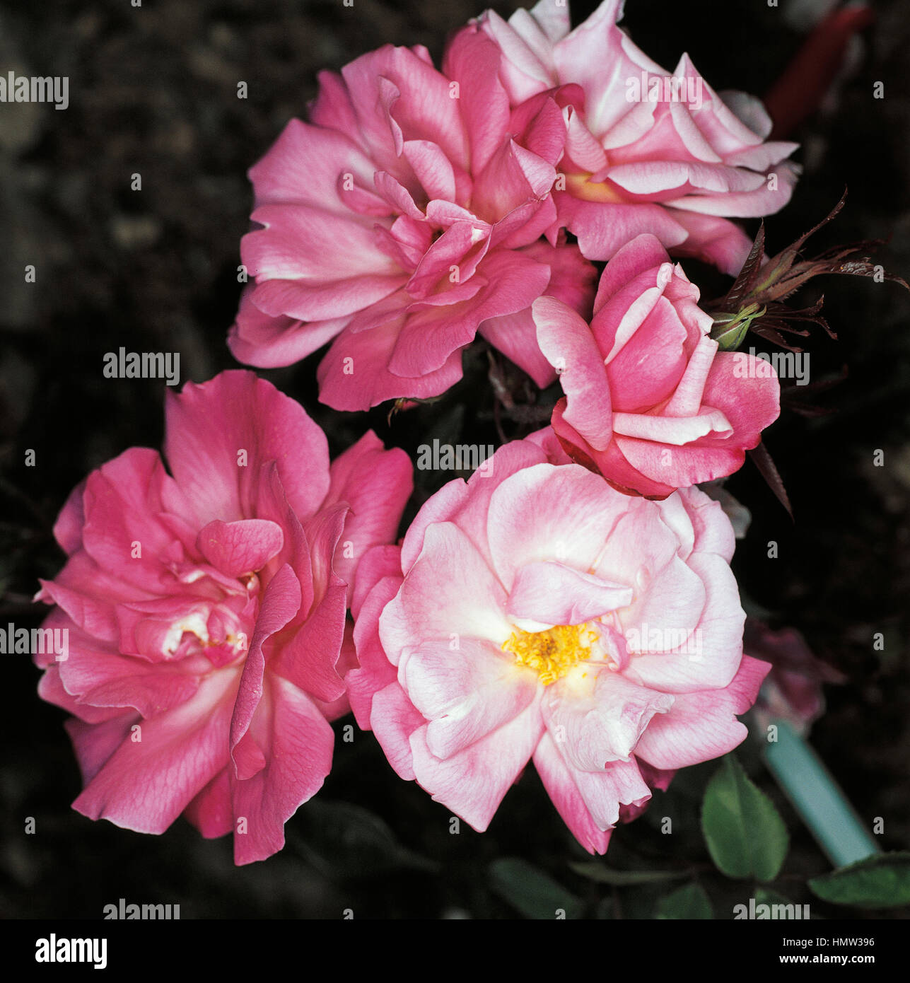 Rosa chinesis Banque de photographies et d’images à haute résolution ...