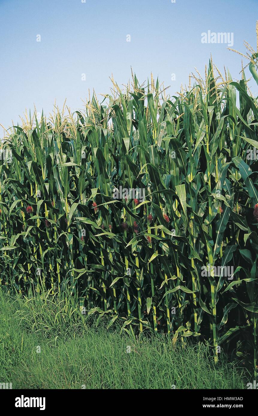 Zea mays l corn Banque de photographies et d’images à haute résolution ...