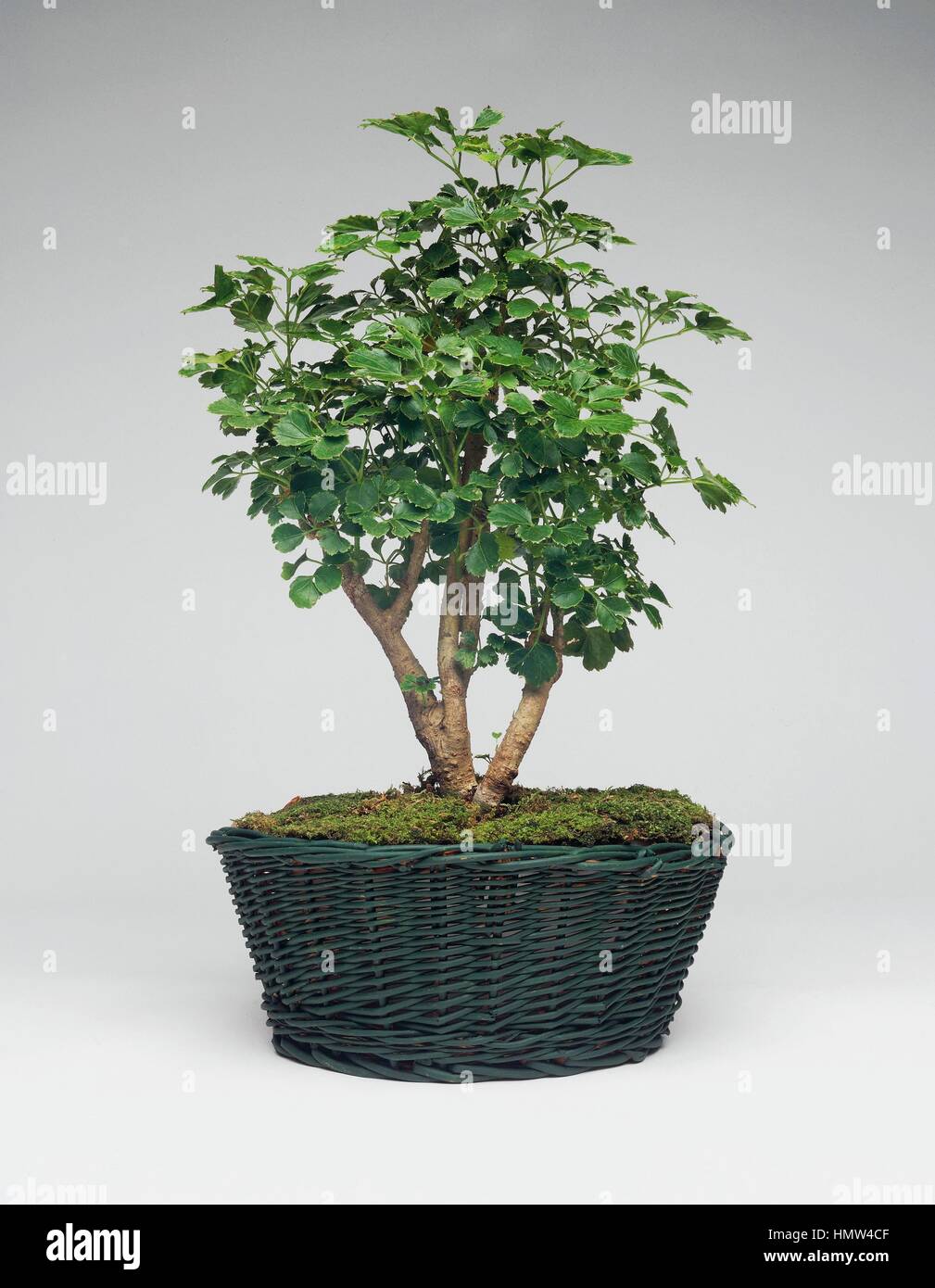 Aralia polyscias guilfoylei Banque de photographies et d’images à haute ...