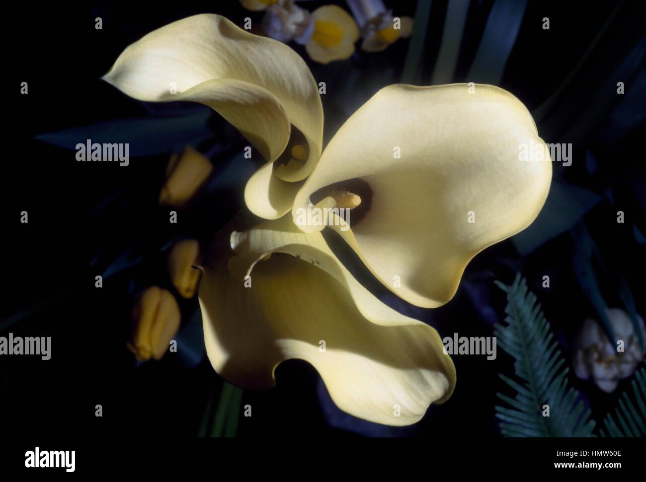 Arum sp Banque de photographies et d’images à haute résolution - Alamy