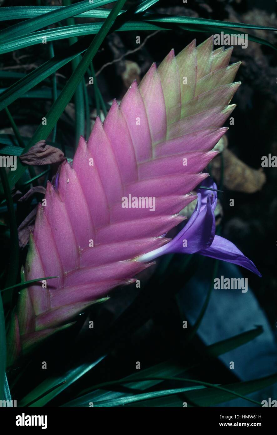 Pink quill tillandsia cyanea Banque de photographies et d’images à ...