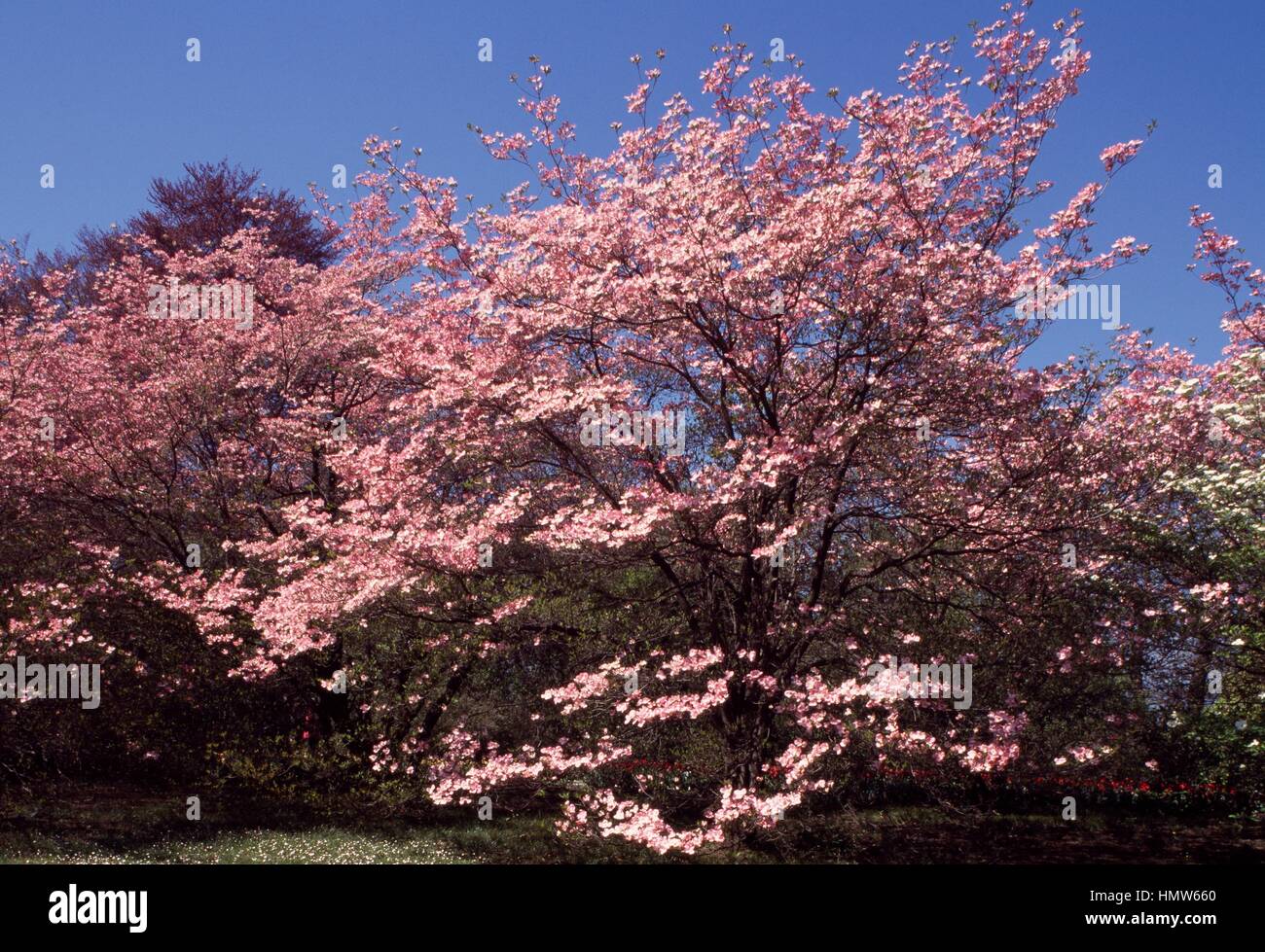 Cornus florida cherokee chief Banque de photographies et d’images à ...