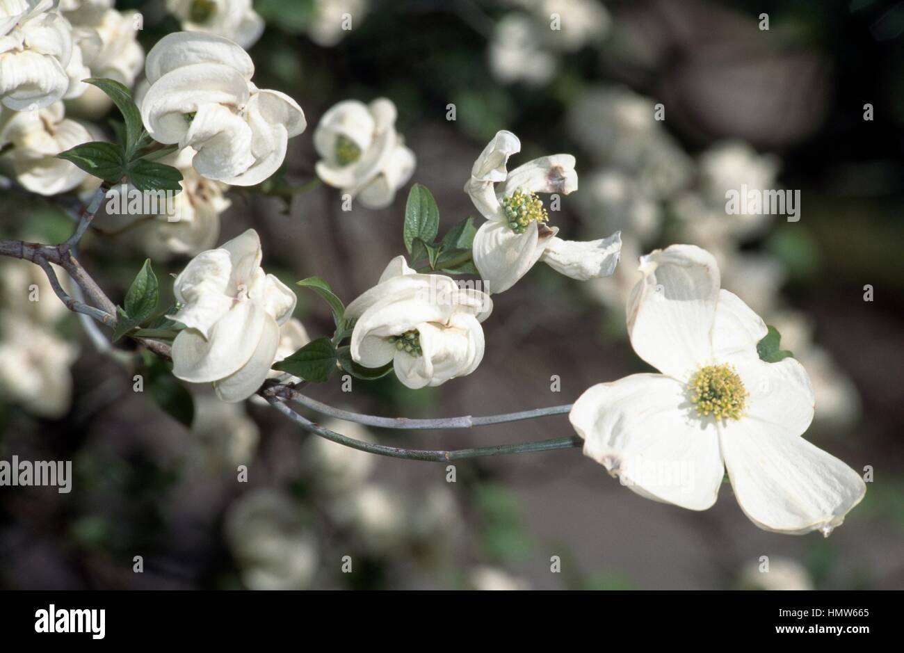Cornus florida cherokee chief Banque de photographies et d’images à ...