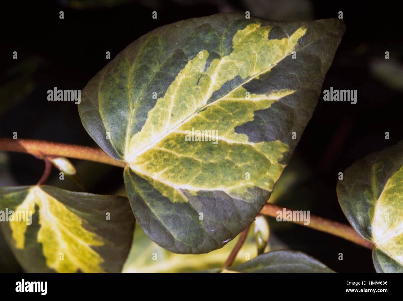 Hedera variegata Banque de photographies et d’images à haute résolution ...