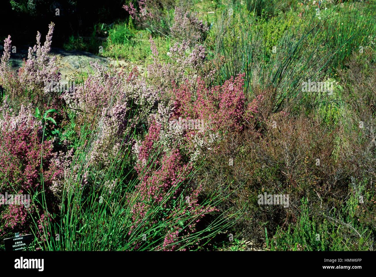 Erica sp Banque de photographies et d’images à haute résolution - Alamy
