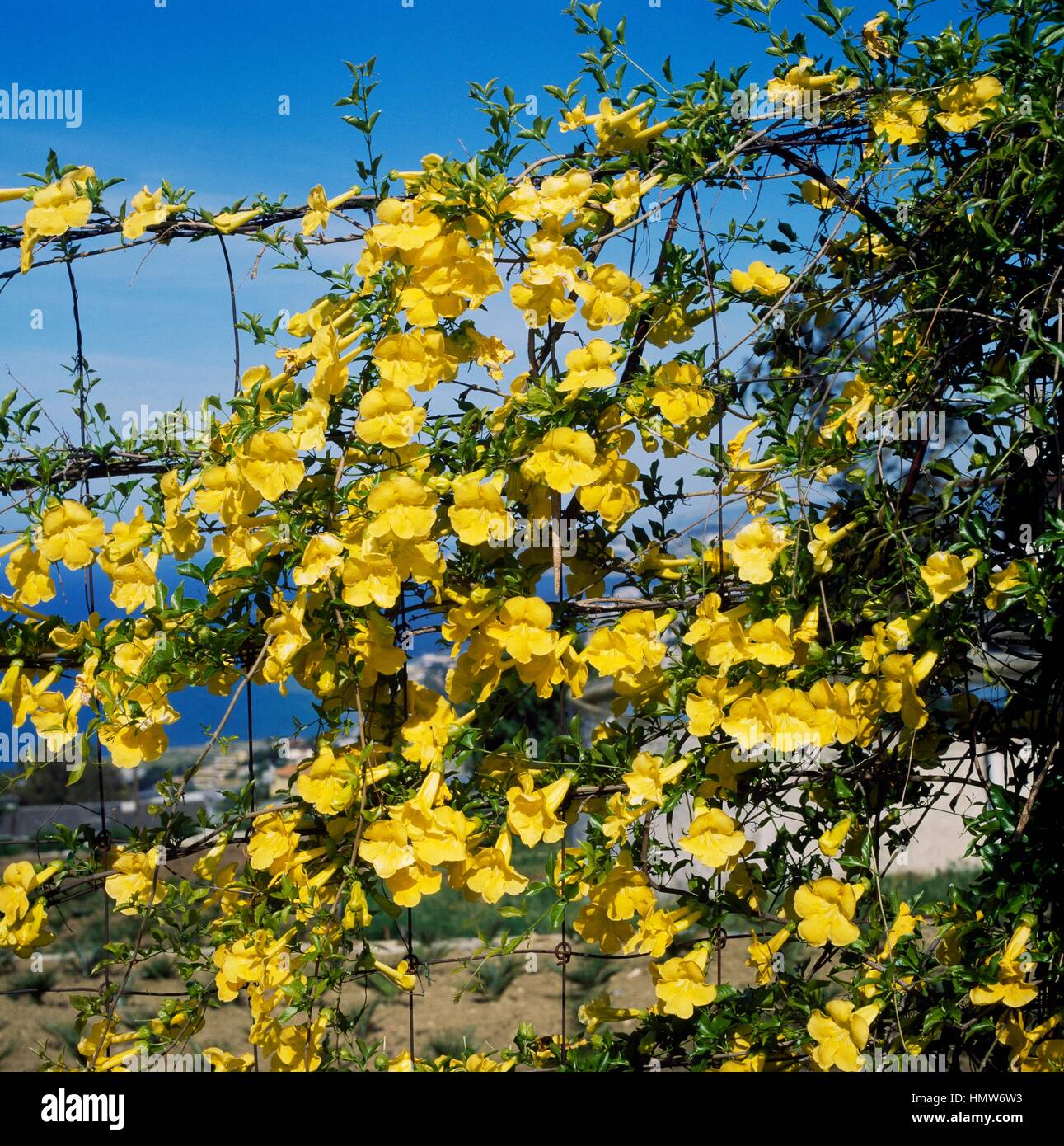 La griffe de chat ou de vigne trompette jaune (Macfadyena unguis-cati ...