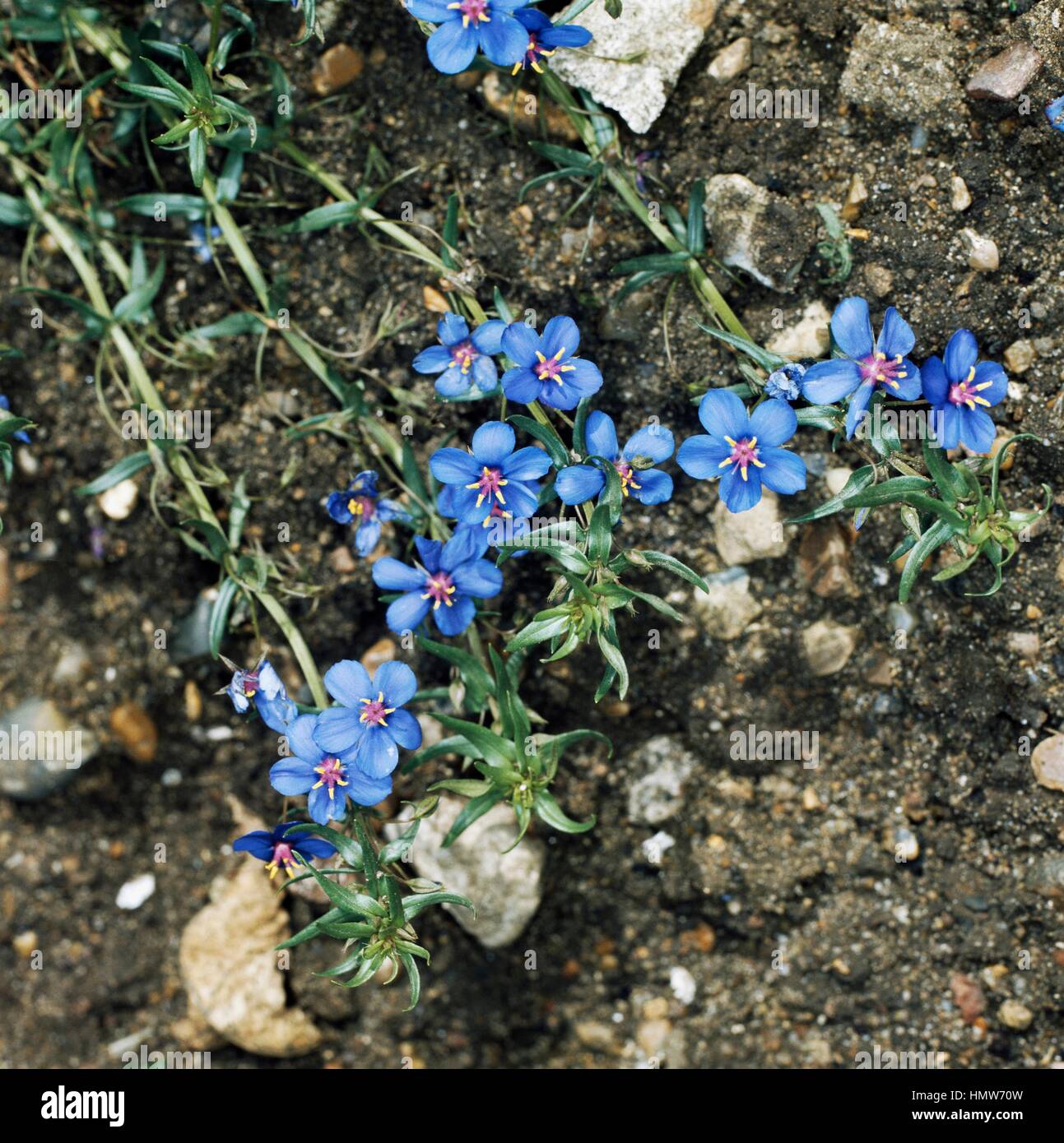 Anagallis linifolia Banque de photographies et d’images à haute ...