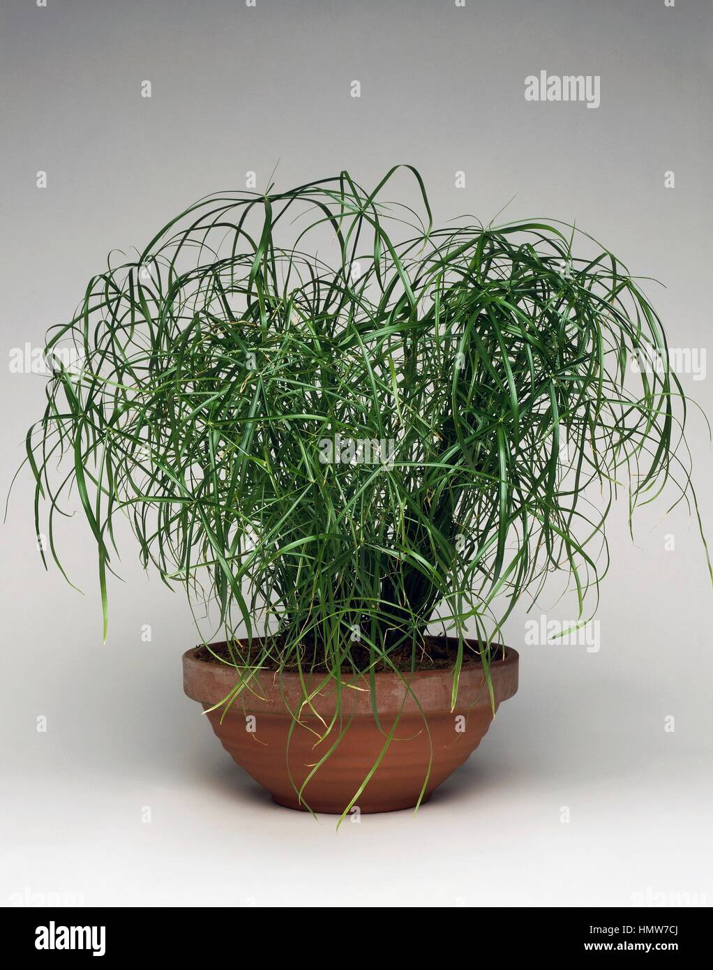 Fleur de papyrus Banque de photographies et d’images à haute résolution ...