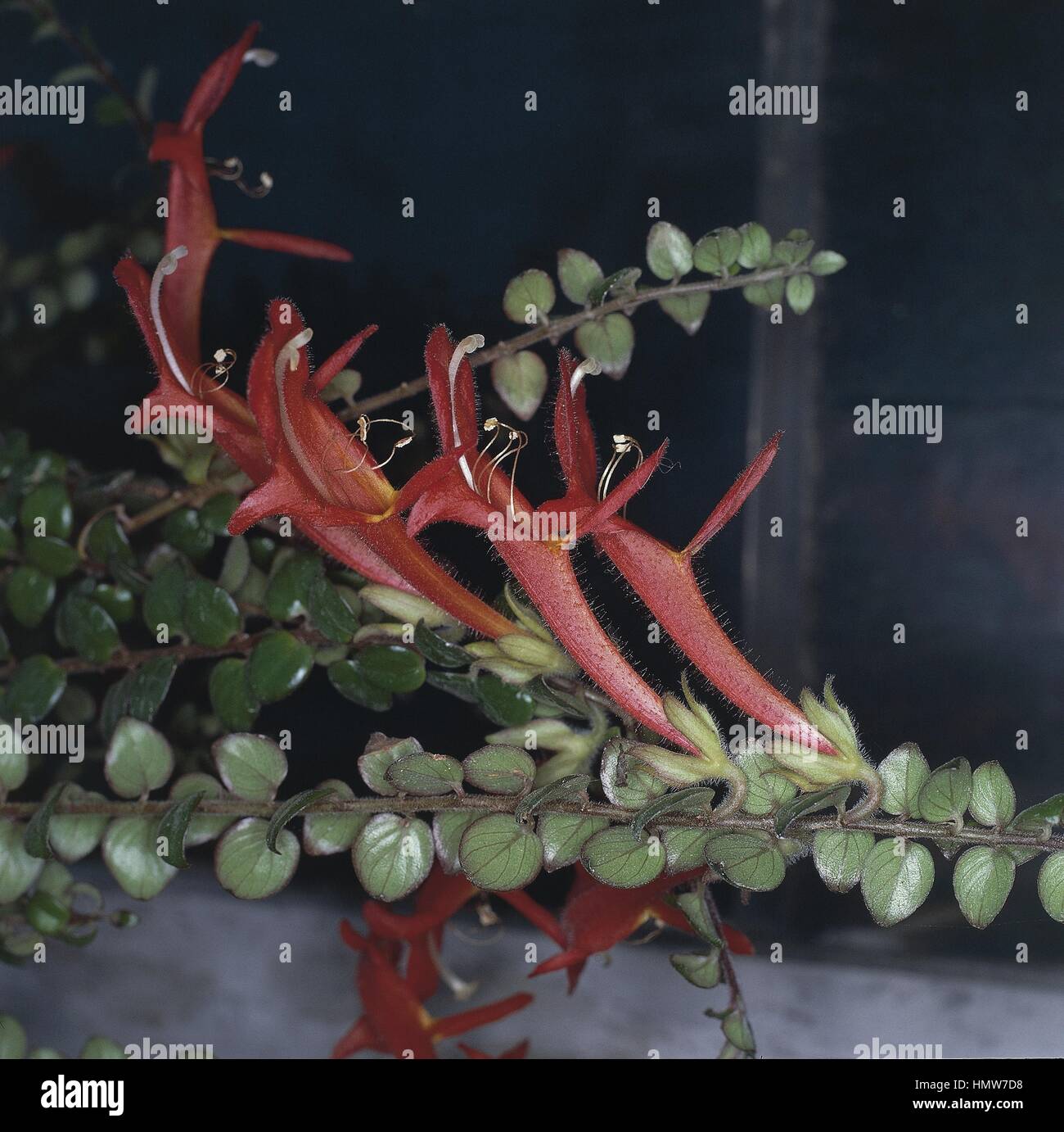 Gesneriaceae columnea Banque de photographies et d’images à haute ...