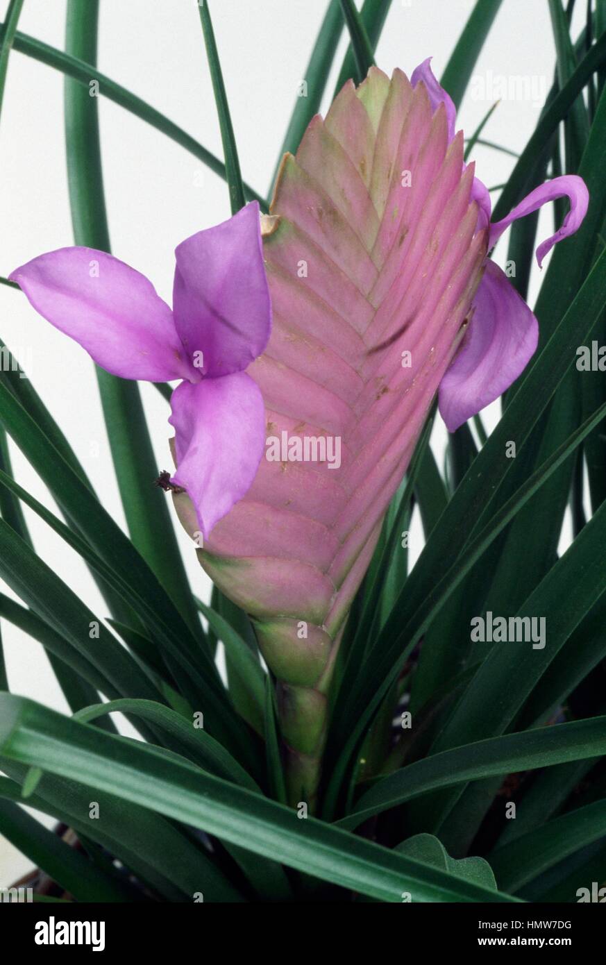 Pink quill tillandsia cyanea Banque de photographies et d’images à ...