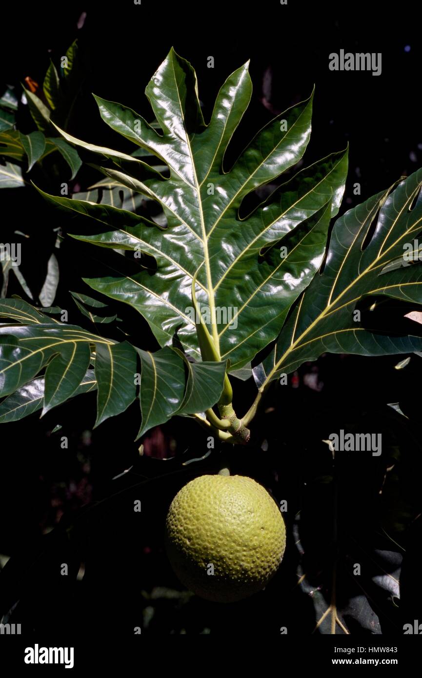 Jak ou Jacquier, fruit de l'Artocarpus heterophyllus, Moraceae Photo ...