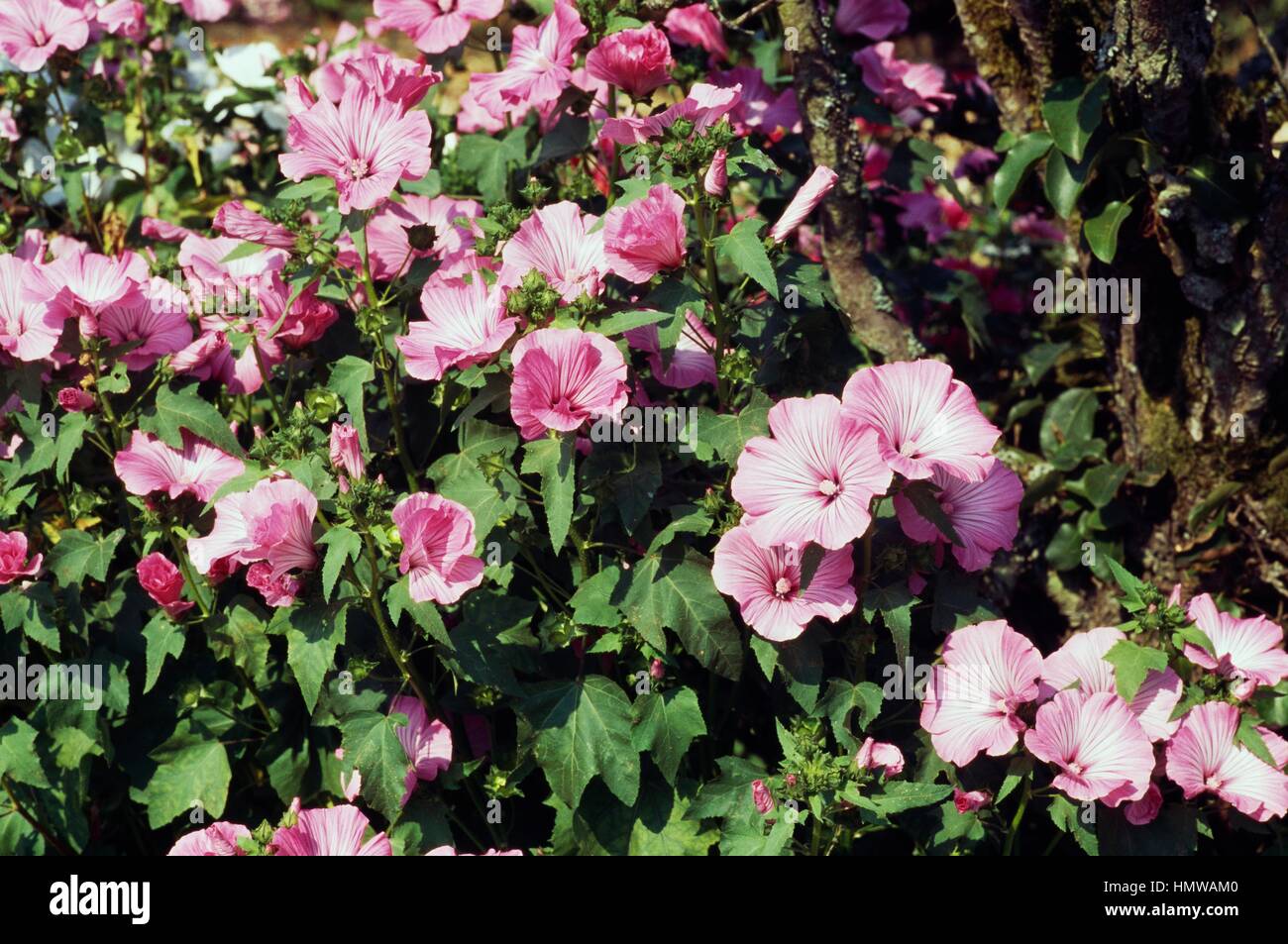 Malvacées malope Banque de photographies et d’images à haute résolution ...