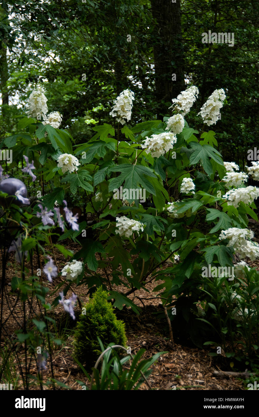 Hydrangea quercifolia Banque de photographies et d’images à haute ...
