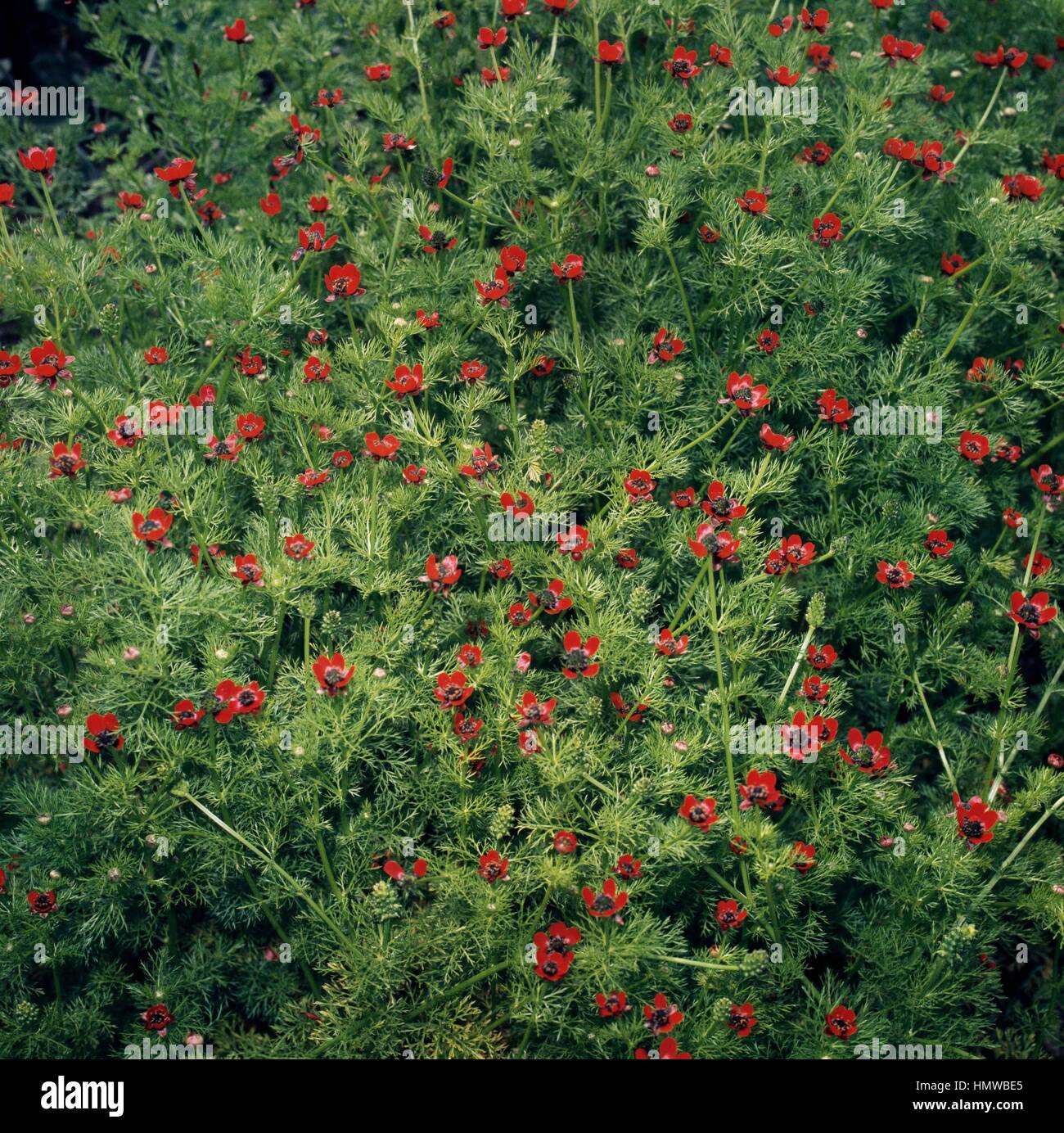 Adonis autunnalis Banque de photographies et d’images à haute ...