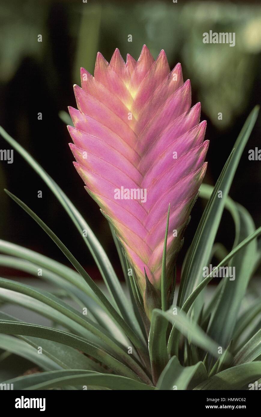 Pink quill tillandsia cyanea Banque de photographies et d’images à ...