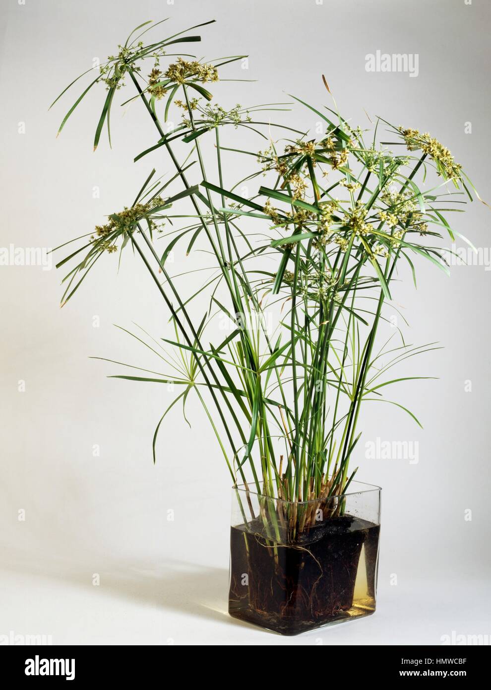 Fleur de papyrus Banque de photographies et d’images à haute résolution ...