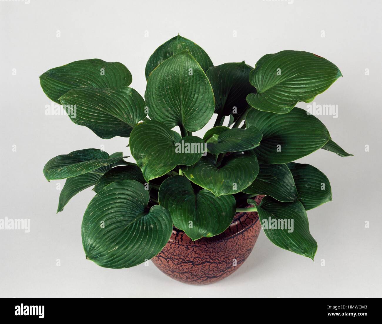 Hosta Géant Banque d'image et photos - Alamy