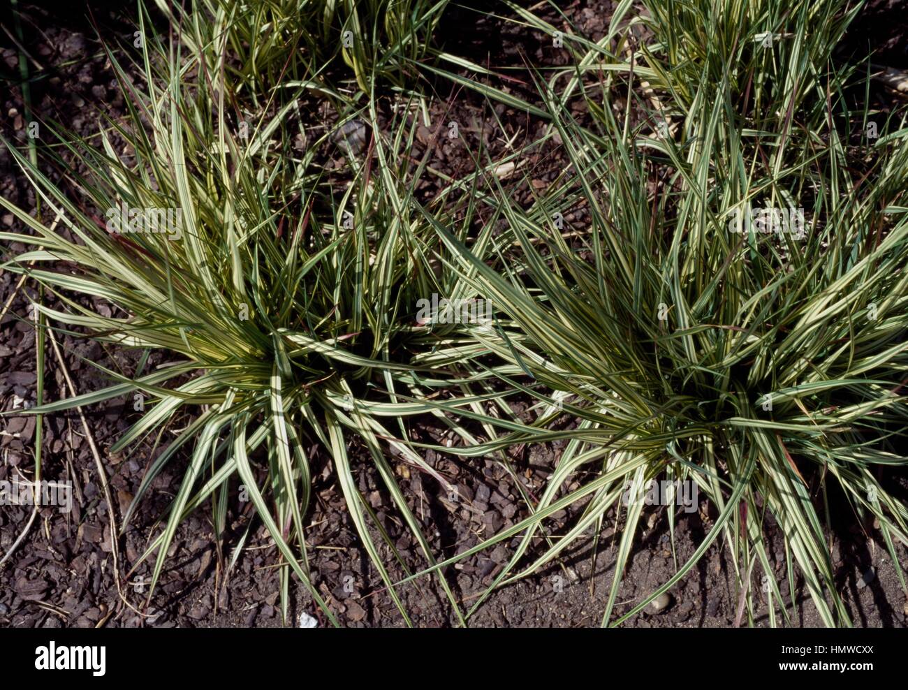 Molinia caerulea variegata Banque de photographies et d’images à haute ...