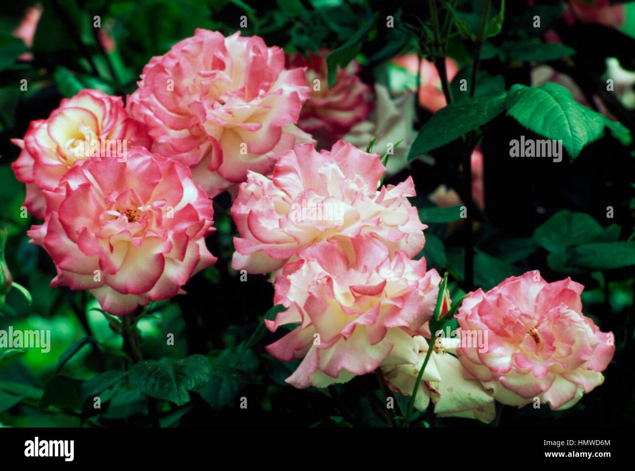 Handel macha Banque de photographies et d’images à haute résolution - Alamy