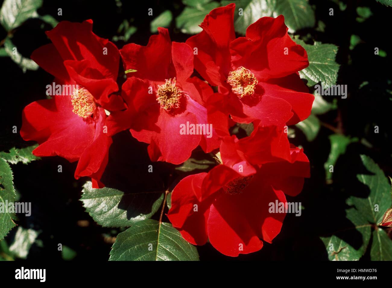 Rosa robusta korgosa Banque de photographies et d’images à haute ...