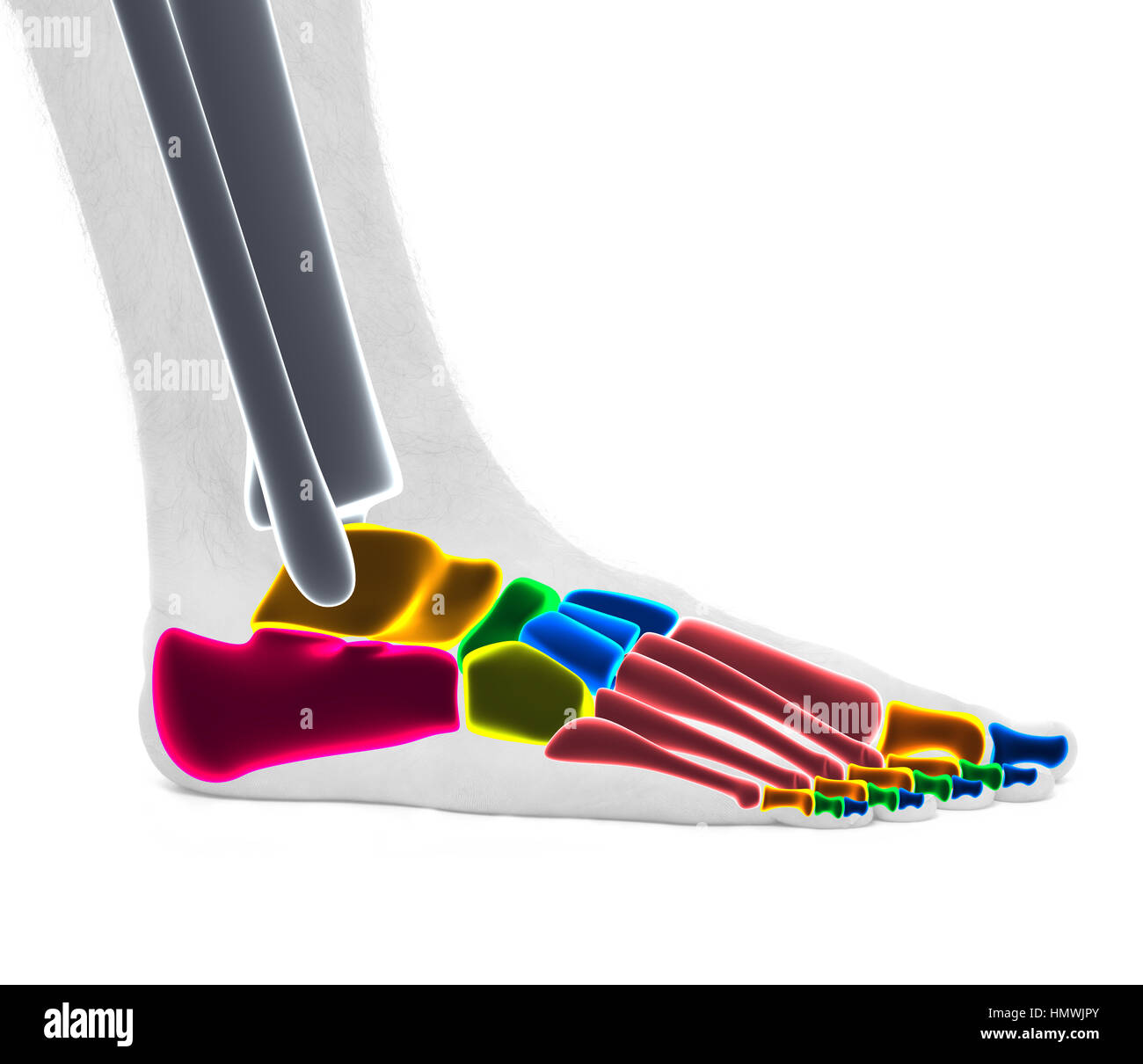 Pied et cheville Banque de photographies et d’images à haute résolution ...