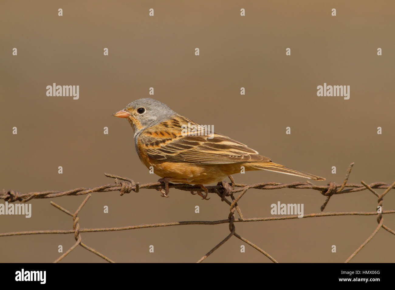 Emberiza caesia Banque de photographies et d’images à haute résolution ...