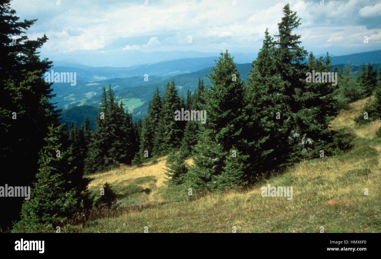 Abies sp Banque de photographies et d’images à haute résolution - Alamy