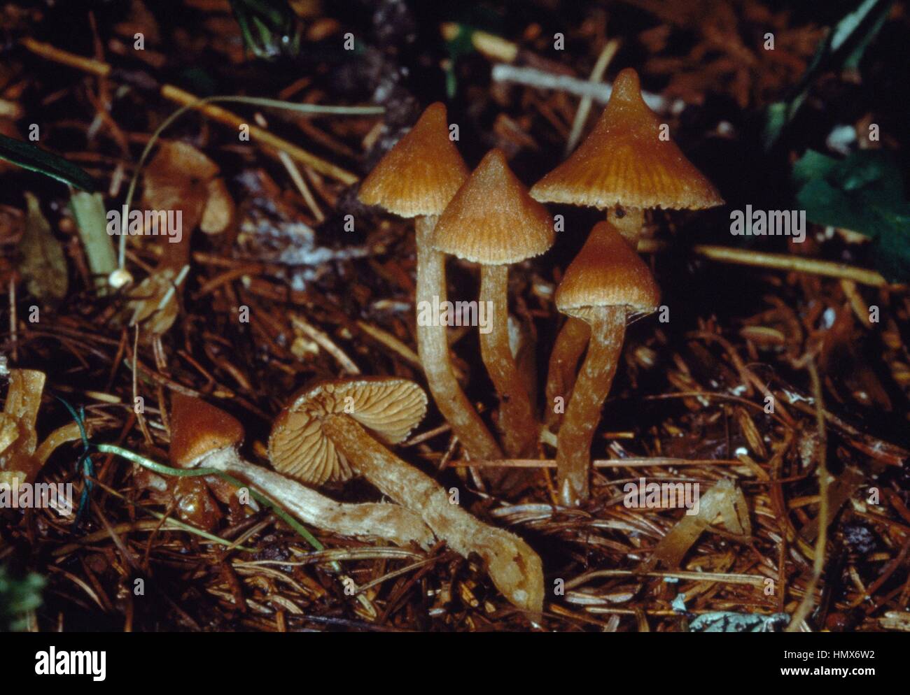 Psilocybin mushroom Banque de photographies et d’images à haute ...