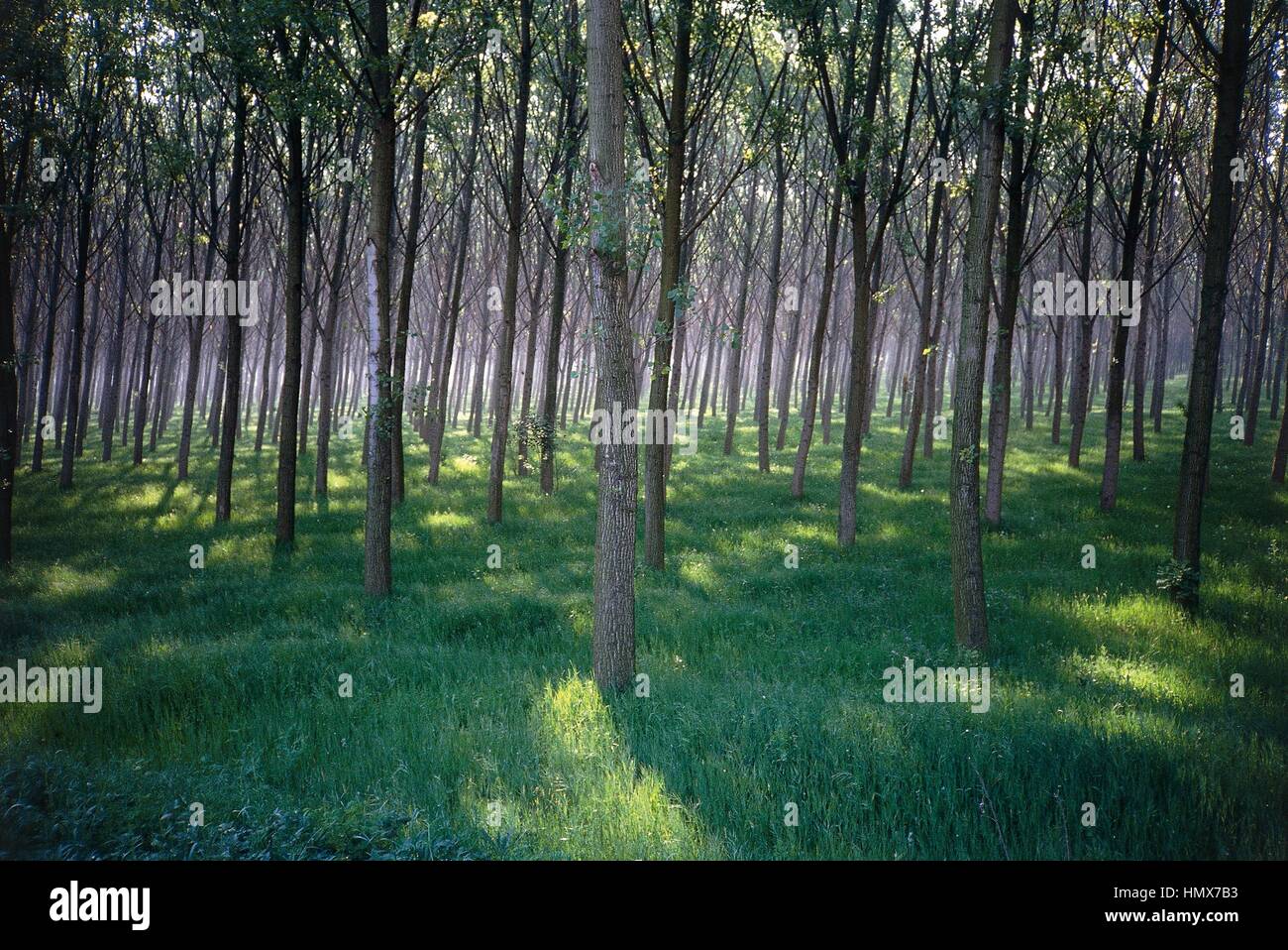 Poplar plantation populus sp Banque de photographies et d’images à ...