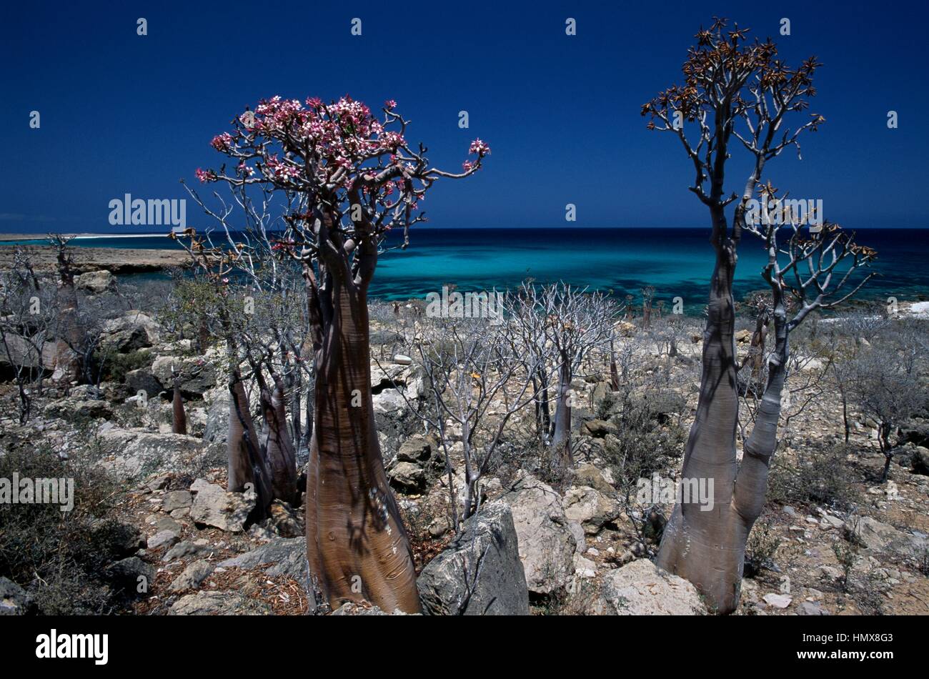 Adenium obesum var socotranum Banque de photographies et d’images à ...