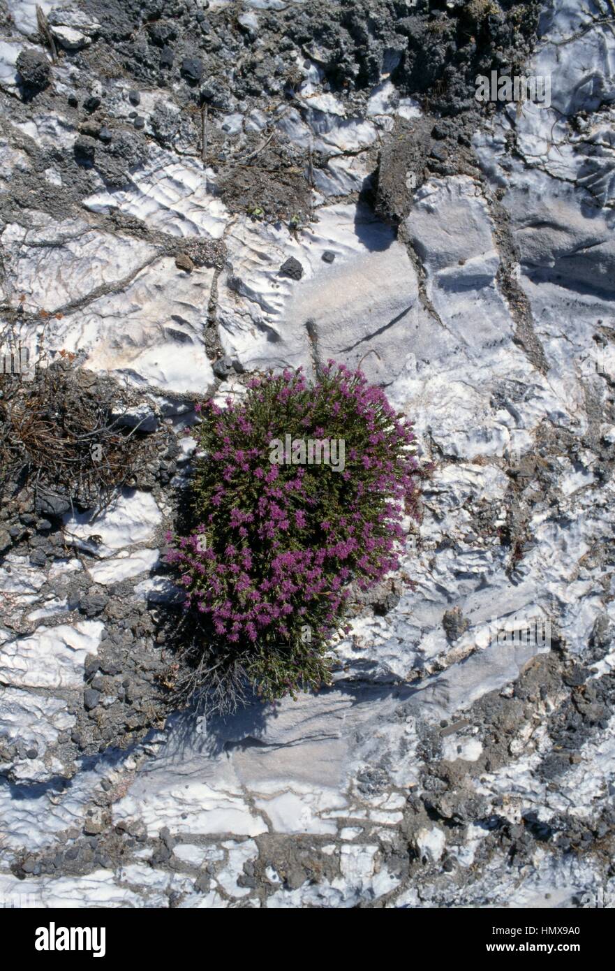 Thym thymus sp Banque de photographies et d’images à haute résolution ...