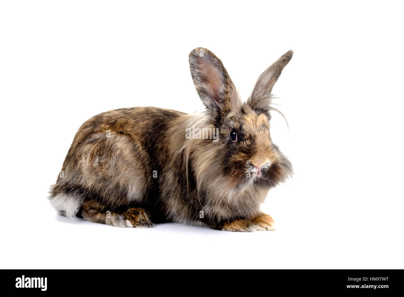 Lapin tête de lion Banque de photographies et d’images à haute résolution - Alamy