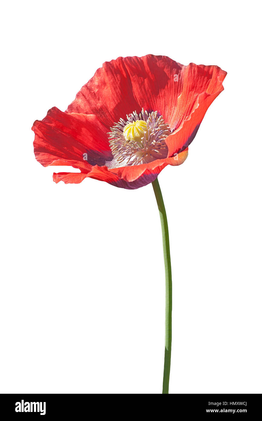 Du pavot à opium (Papaver somniferum). Appelé aussi pavot Jardin. Un ...