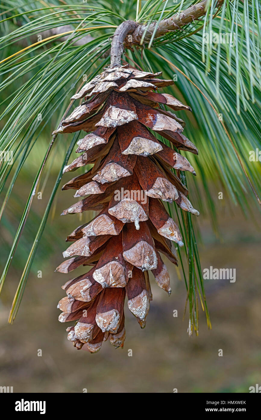 Pinus griffithii Banque de photographies et d’images à haute résolution ...