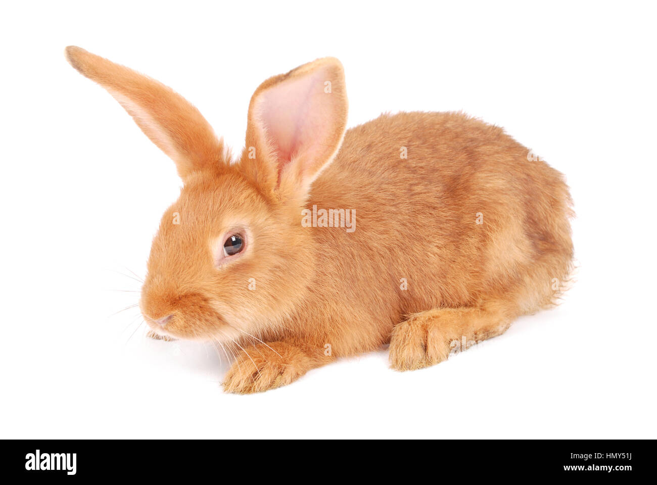 Petit lapin sur fond blanc Banque de photographies et d’images à haute ...