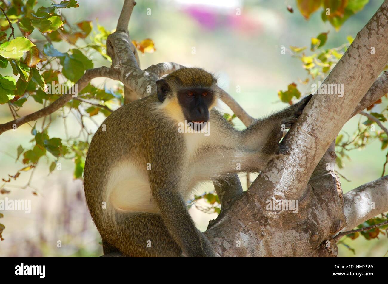 Singe vert de la barbade Banque de photographies et d’images à haute ...