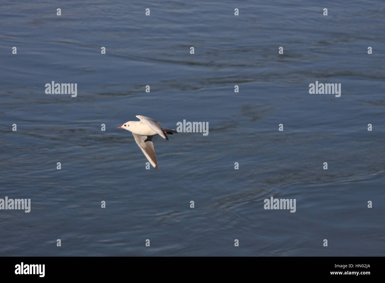 œufs de poisson volant Banque de photographies et d’images à haute ...