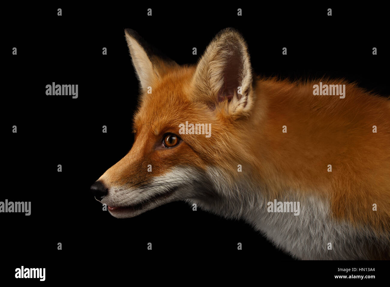 Red fox profile Banque de photographies et d’images à haute résolution ...